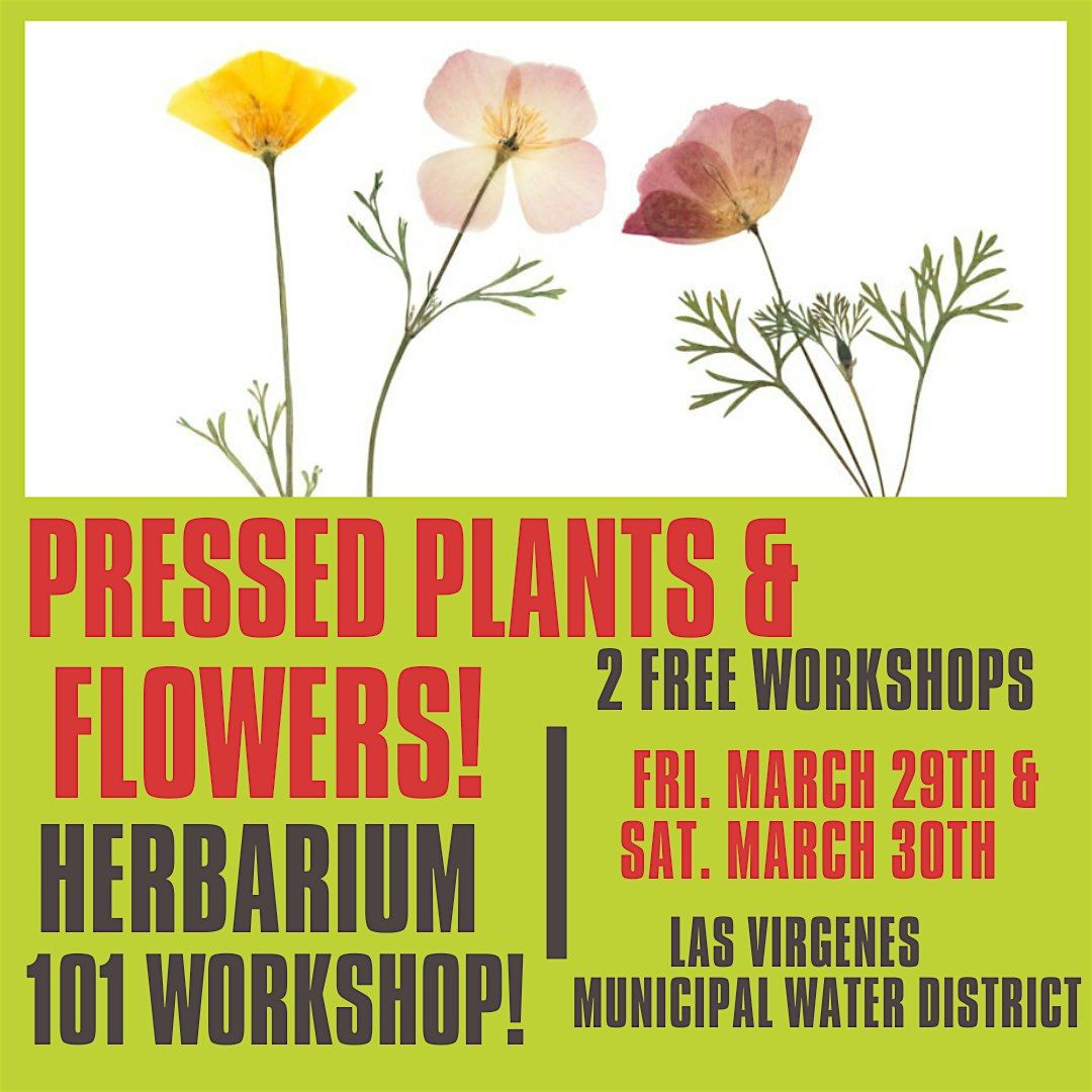 Pressed Native Plants & Preserving Local Flowers! (Herbarium 101 ...