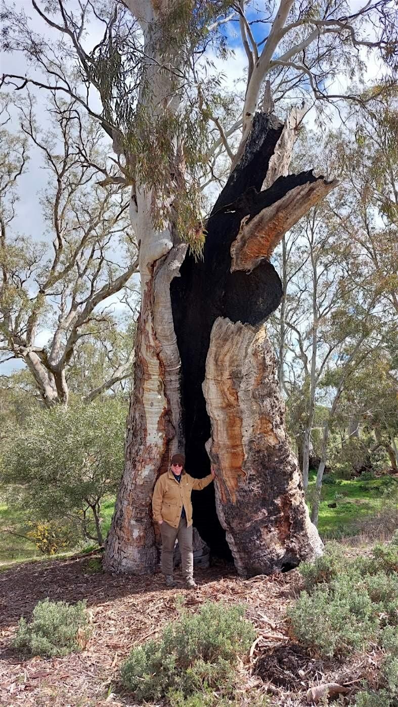 Tree Wise - Learning the language of trees, Brown's Mart Theatre ...
