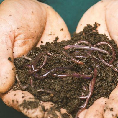 Worms at Work: Vermicomposting 101, Mackay Gardens and Lakeside ...