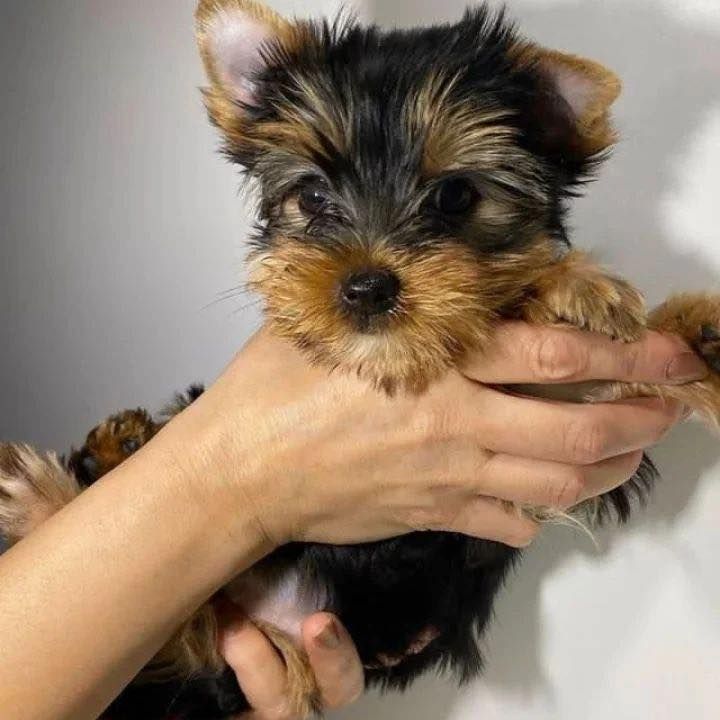 Yorkie lovers , United state of America, Lawrenceville, October 10 to ...