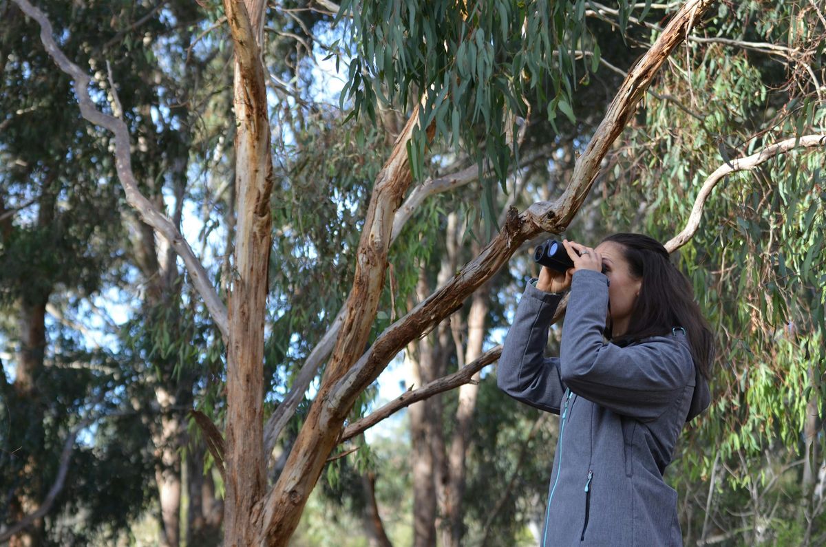 Birds in the burbs: bird watching at the Darebin Creek, Darebin Creek ...