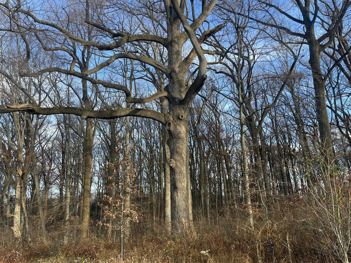 Recognition of Winterthur Estate Old-Growth Woods: New Castle County ...