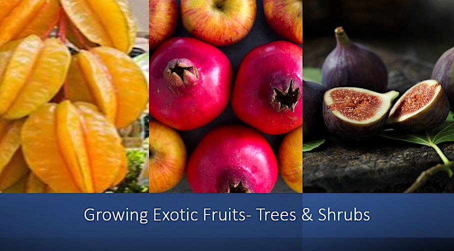 Growing Exotic Fruits - Trees & Shrubs, December 4 2023 | Online Event ...