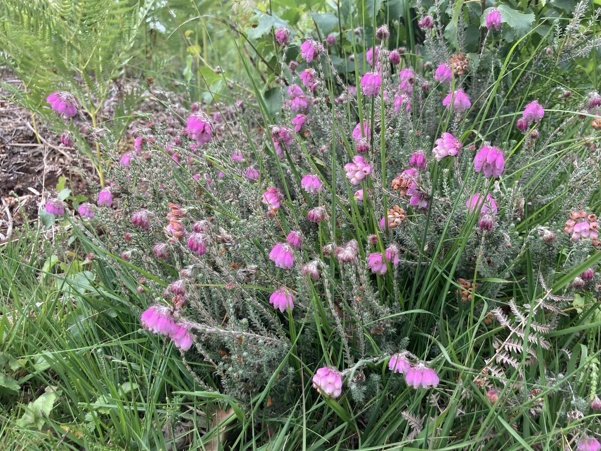 Discovering Skipwith Common National Nature Reserve – wildlife and ...