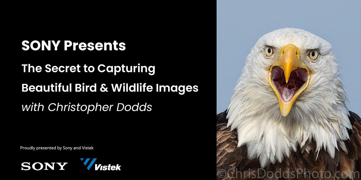 The Secret to Capturing Beautiful Bird & Wildlife Images w/ Chris Dodds ...