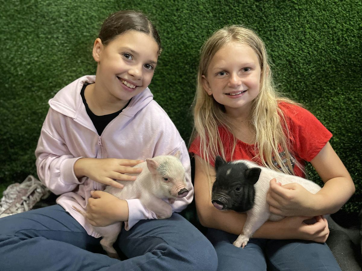 Baby Goats Snuggle, Piglets Social, Farm Animals Hand Feeding, Ranch ...