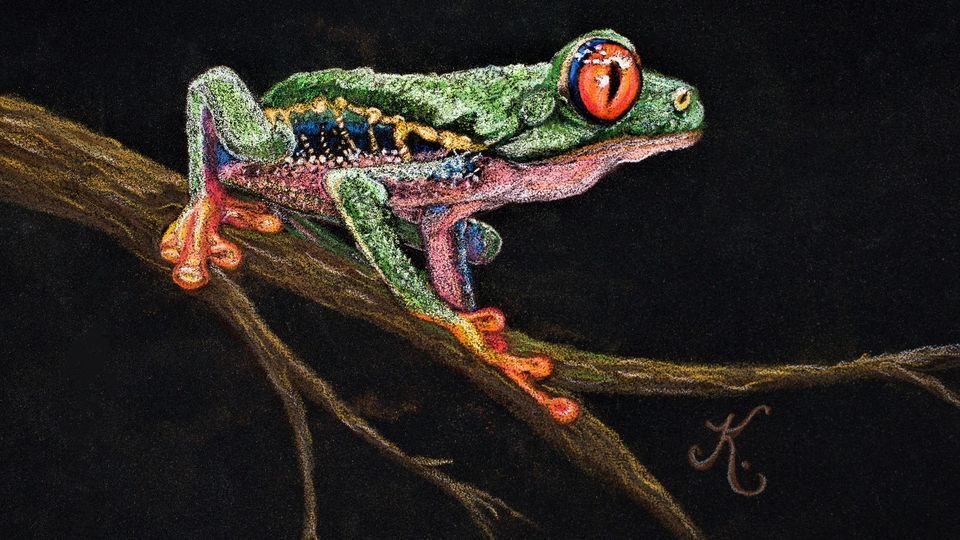 2-Day Colored Pencil Frog Workshop with Kathi Darby, Ormond Memorial ...