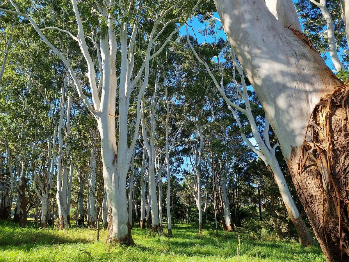 Experience Forest Therapy in Centennial Park, Federation Pavilion ...