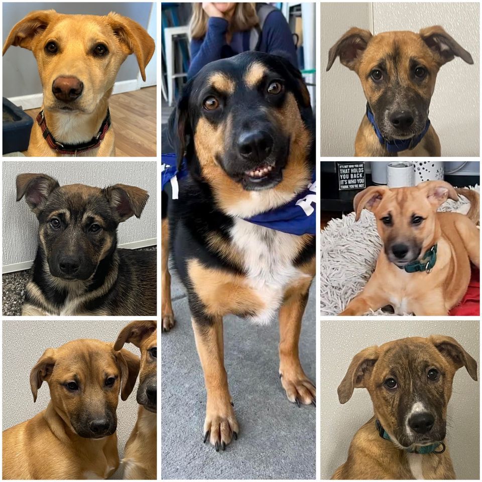 Adoption event BarK , Bar K (St. Louis), 16 March 2024 | AllEvents.in