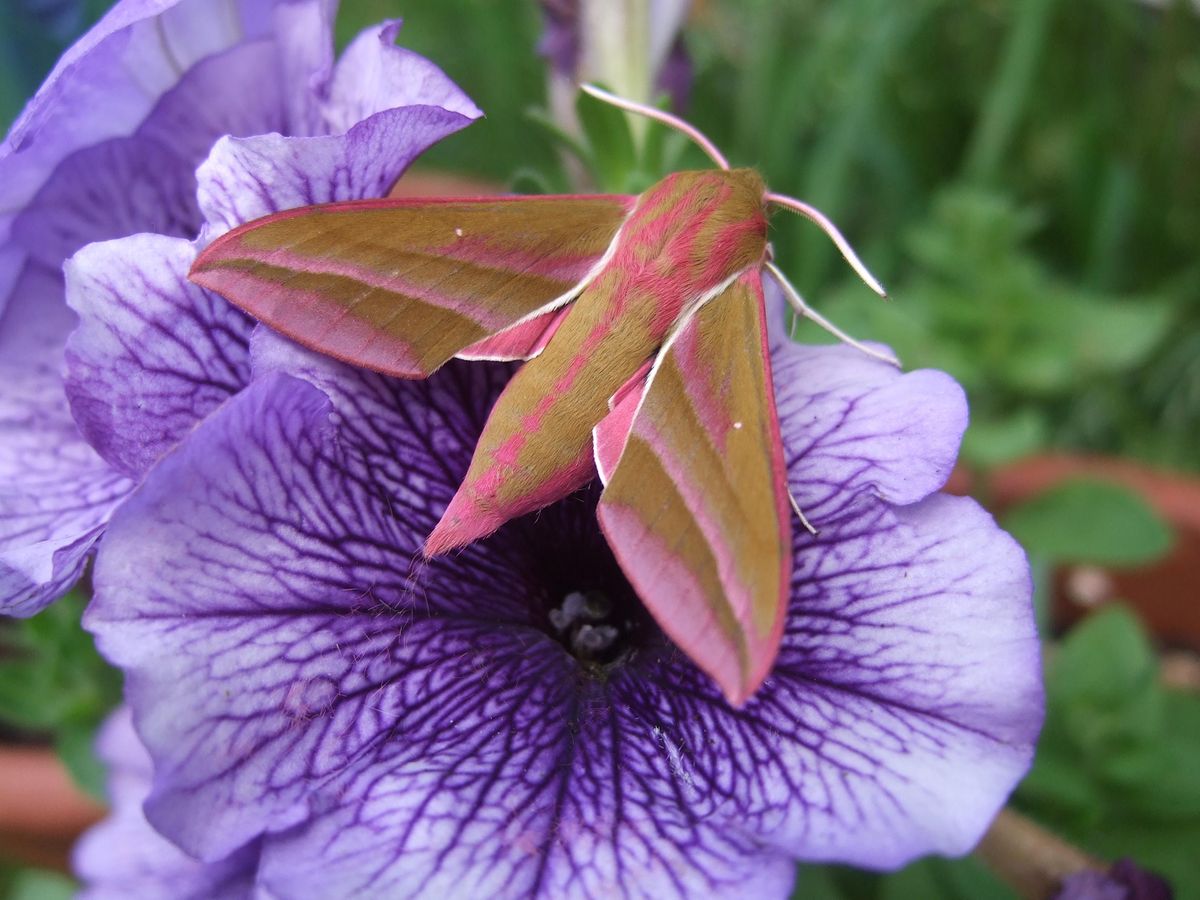 Wildlife Recording BioBlitz - Knucklas Castle, Radnorshire, Knucklas ...