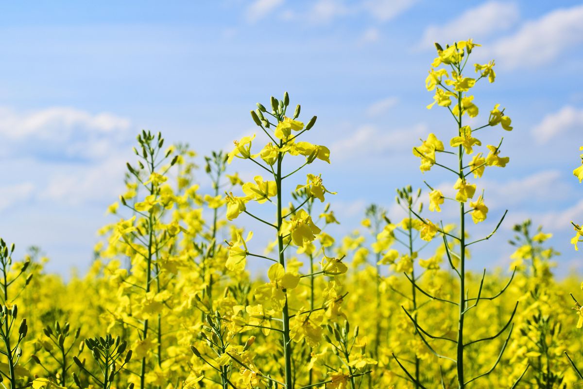 Agricultural Excellence - Securing Your Farm and Future, Radisson Hotel ...
