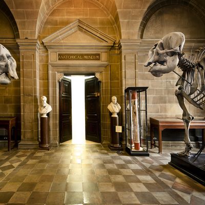 Anatomical Museum Public Open Day, Saturday 29th April 2023, Old ...