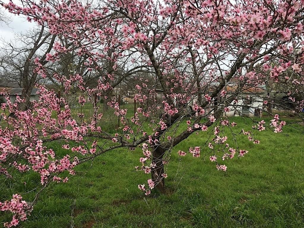 Tree Fruit Production Workshop, Hines Farm Park, Jacksonville, 27 ...