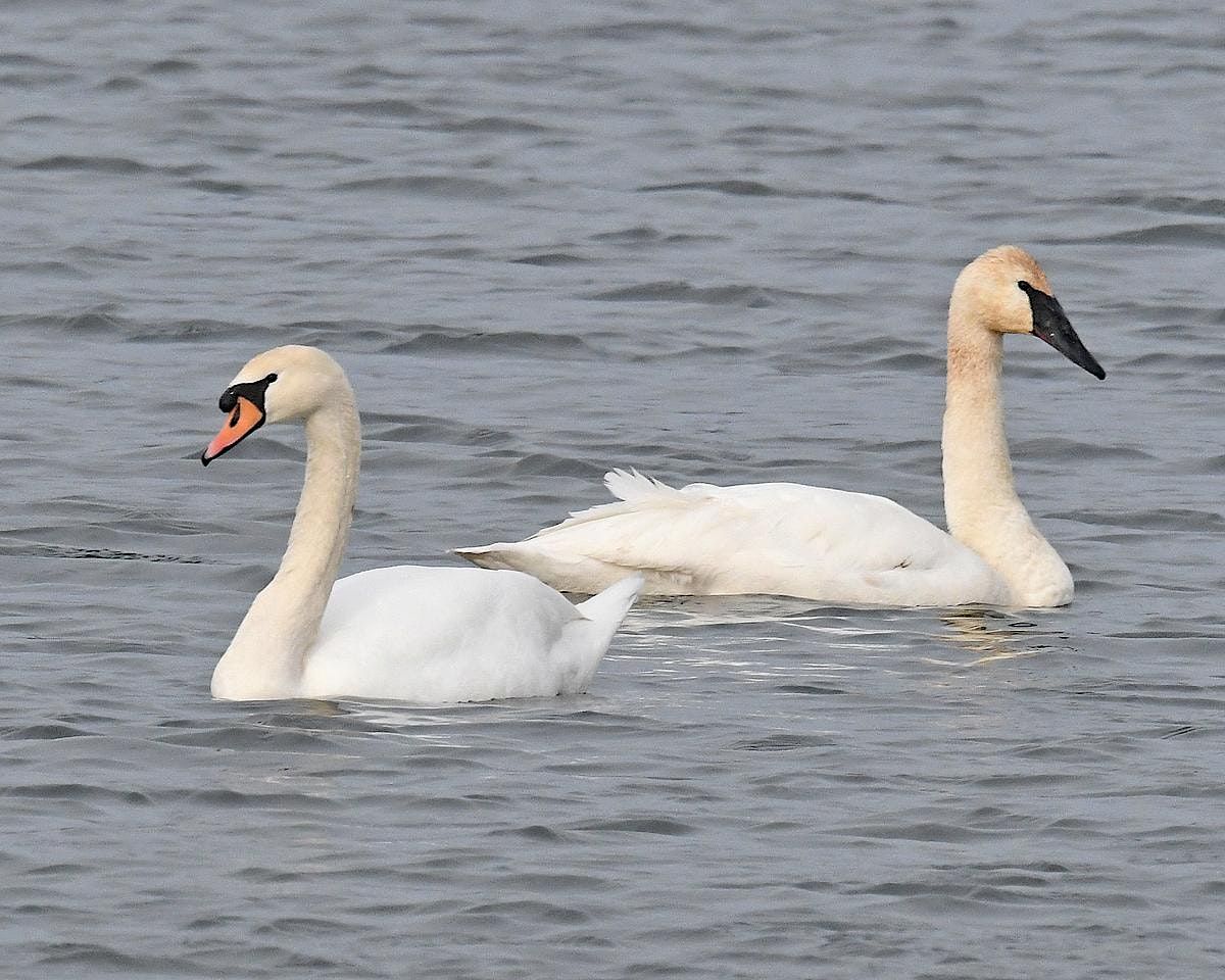 February Bird Walk: Wintering Waterfowl in Lake County, Forsythe Park ...