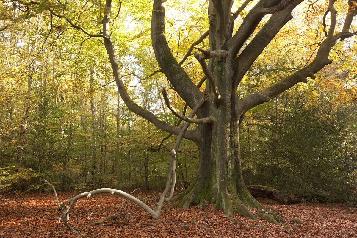 Woodland walk in Ecclesall Woods, Ecclesall Woods, Sheffield, 26 ...