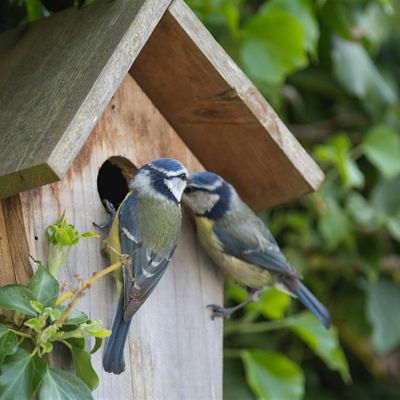 Guided walk for the RSPB Big Garden Birdwatch, Willsbridge Valley Nature Reserve, Bristol ...