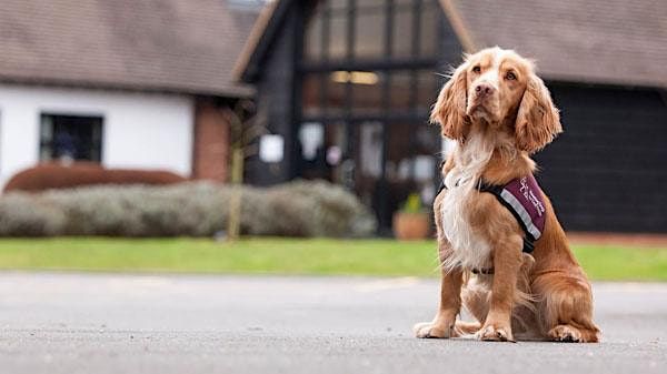 How To Train A Hearing Dog For The Deaf