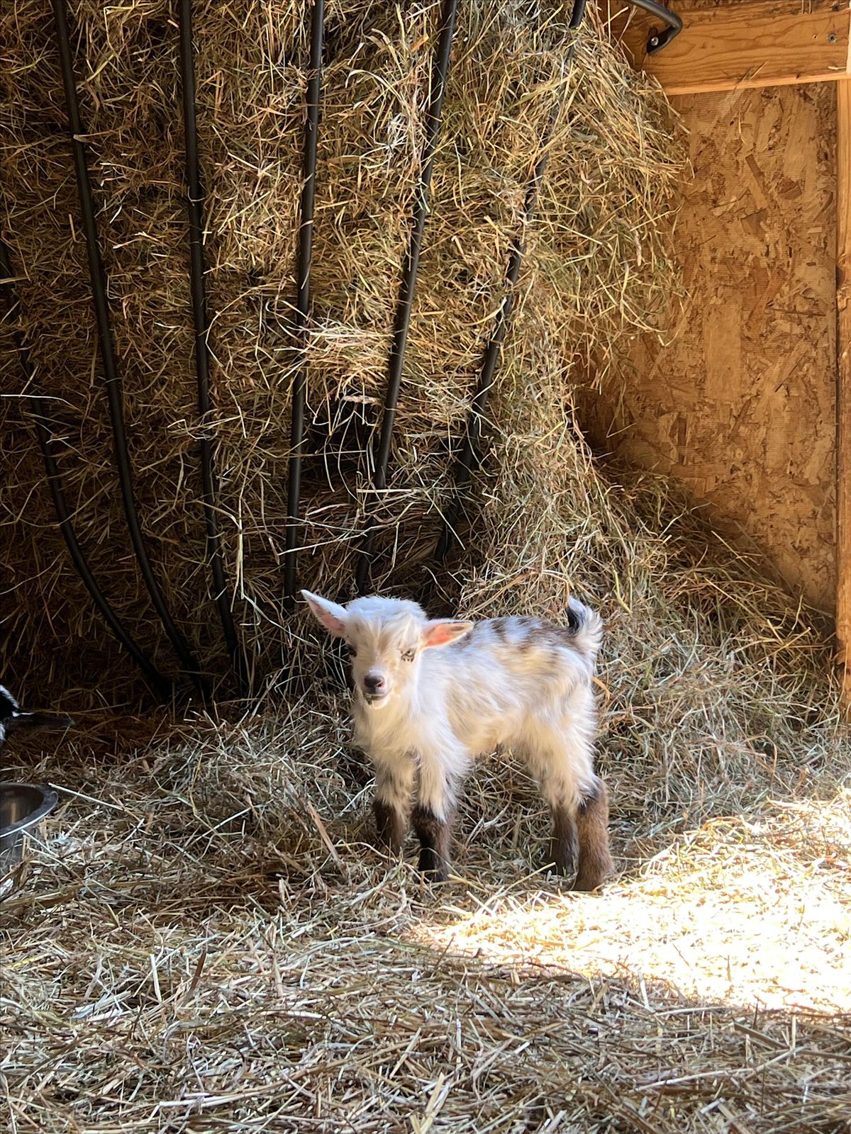 Open Farm Day - Meet Tiny Oscar and Button, Got Your Goat Farm ...