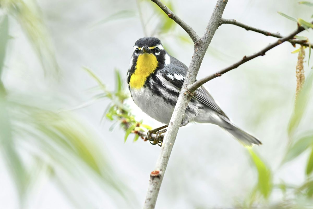 How to Find and Identify Spring Warblers with Matt Felperin, April 16 ...