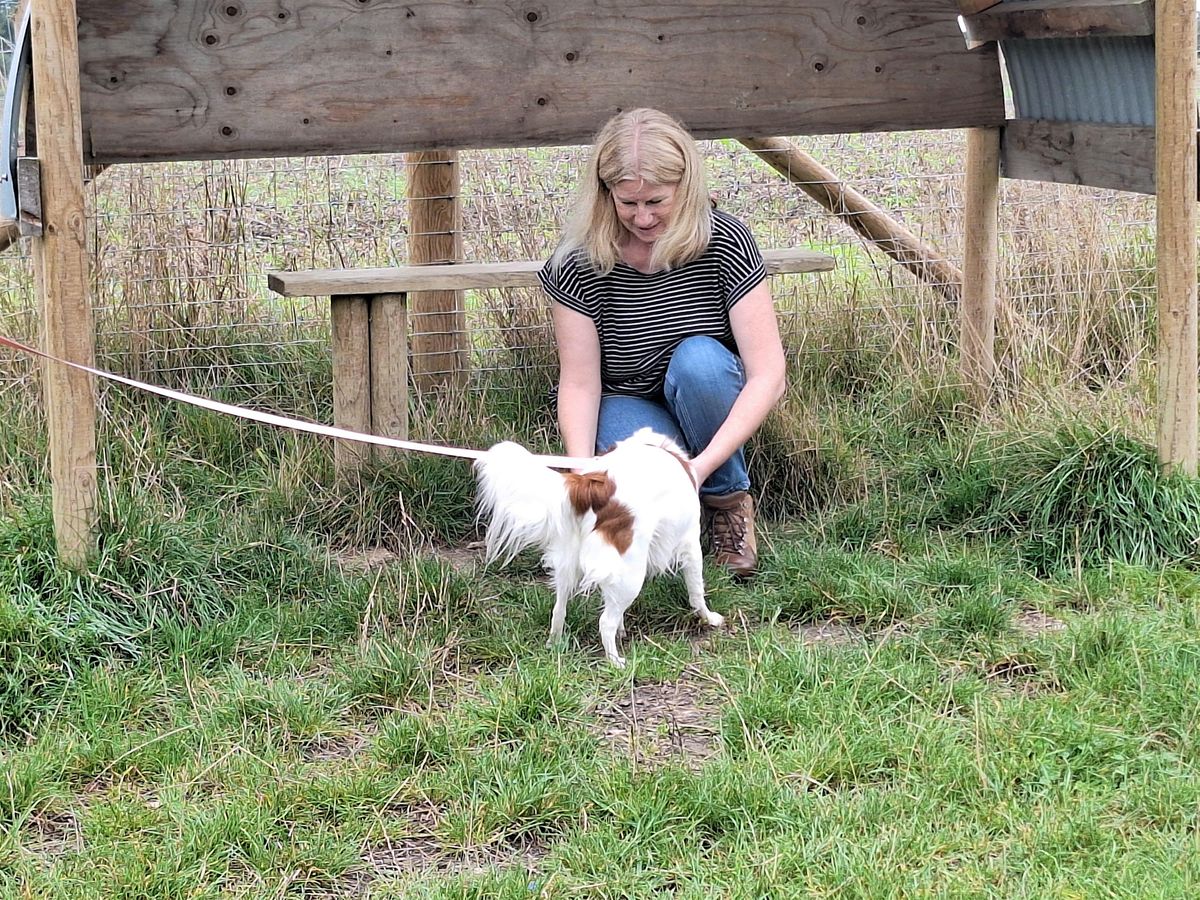 Global Mantrailing Introduction Workshop, Unleashed Henhaw, South ...