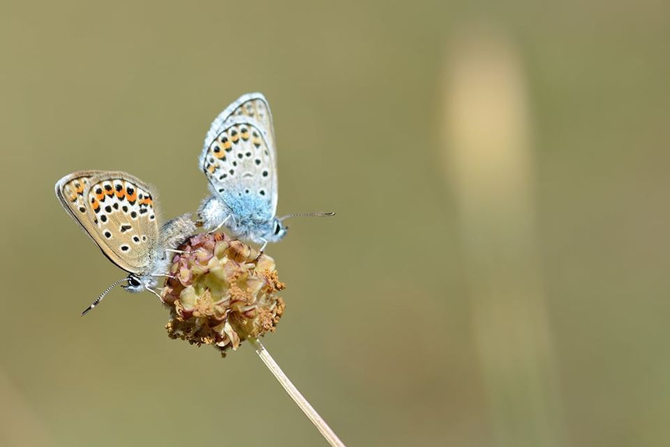 Libellules et papillons, Erdeven (56), Lorient, June 11 2023 | AllEvents.in