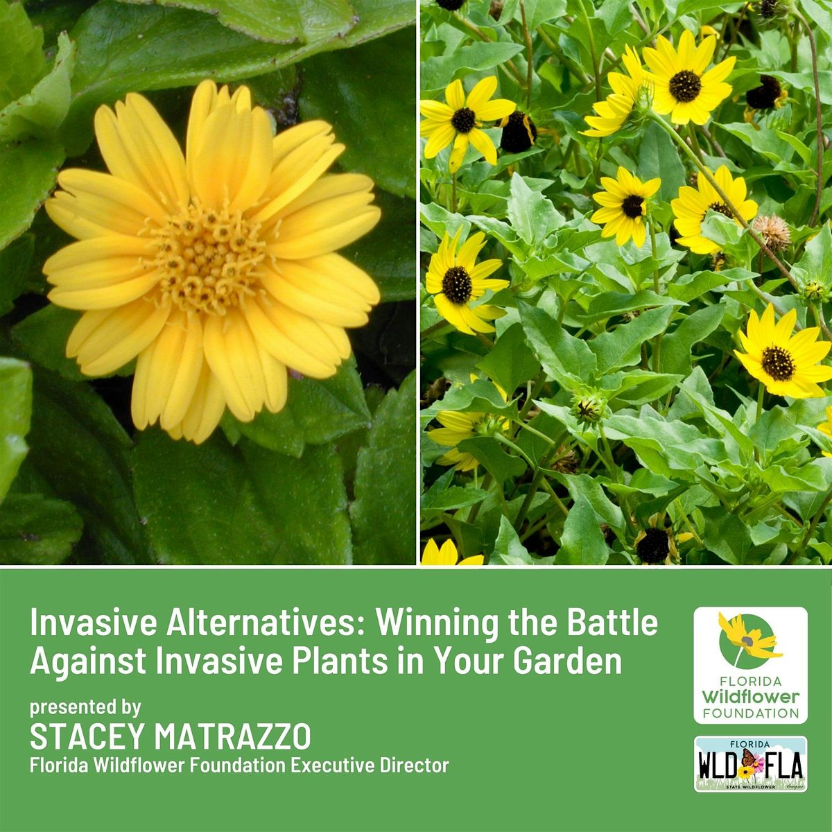 Invasive Alternatives: Winning the Battle Against Invasive Plants ...