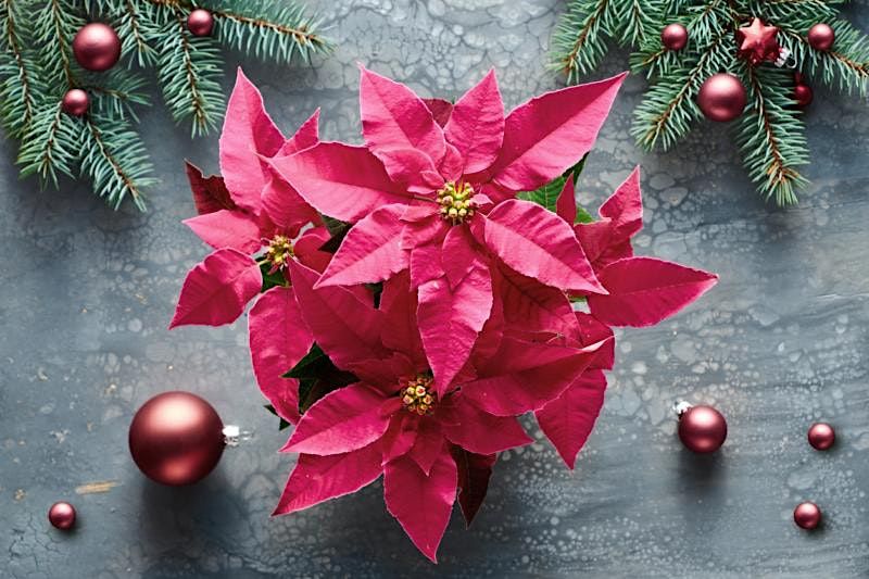 Holiday Houseplant Gifts with Gretchen Mason, Merrifield Garden Center ...