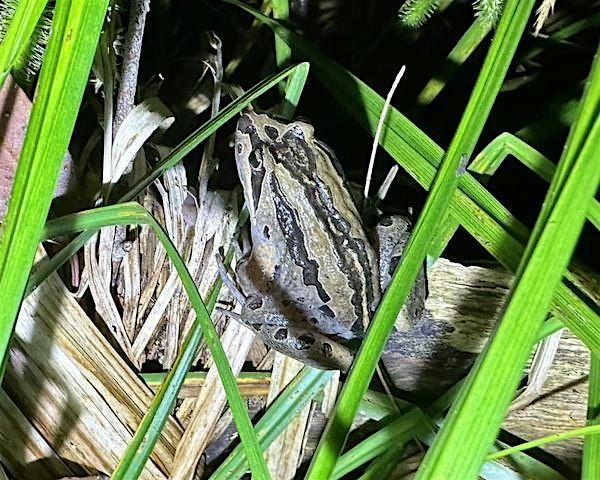Quarterly Frog Survey in Yarran Dheran - Summer 2024, 1A Ashburton ...