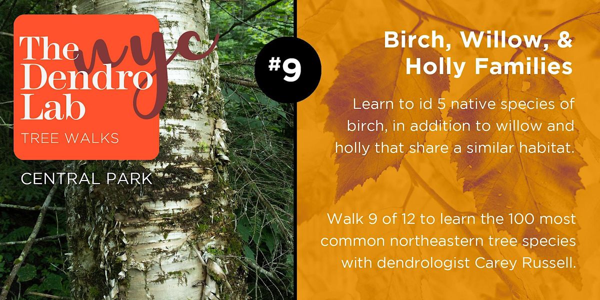 Birch Tree Identification Workshop in Central Park – 2 hrs (1 - 3pm ...