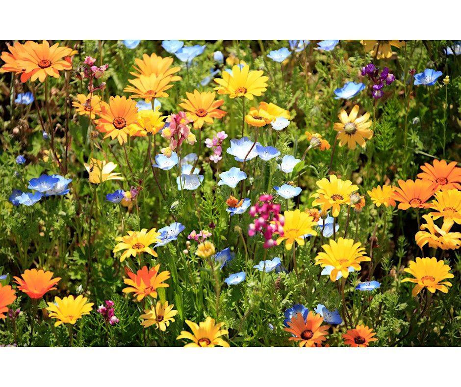 Spring Vibes Ecstatic Dance, 18 N Park Ave, Deer Park, 20 April 2024 | AllEvents.in