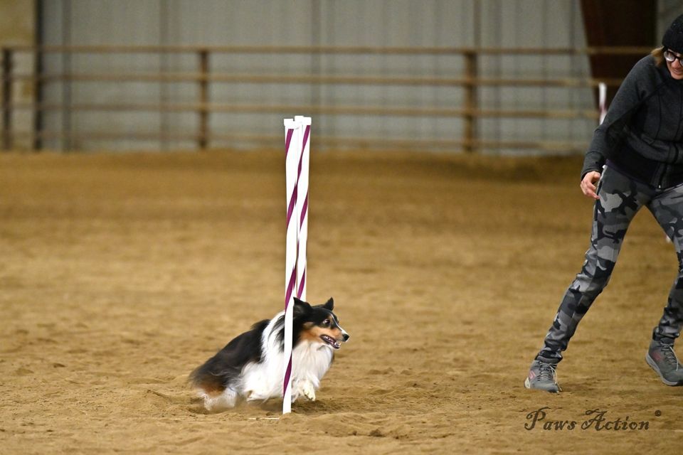 BARC OPEN AGILITY PRACTICE NADAC Course 2520 E Lewis Ln Nampa ID barc-open-agility-practice-nadac-course-2520-e-lewis-ln-nampa-id