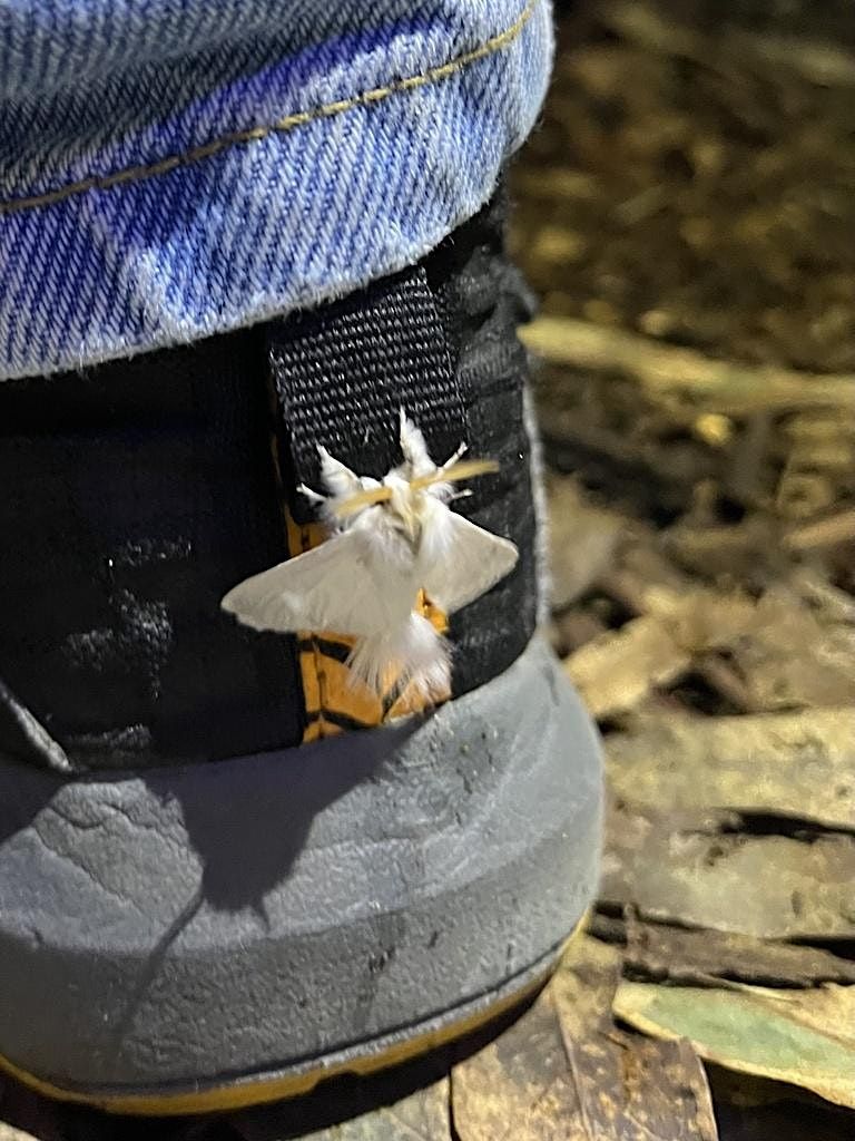 Moth Night with Entomological Society of Victoria: Great Southern ...