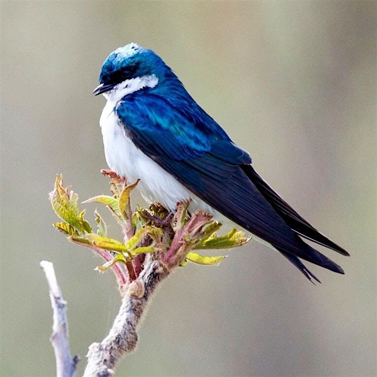 What’s that Bird? A Beginner’s Guide to Bird Identification, Toronto ...