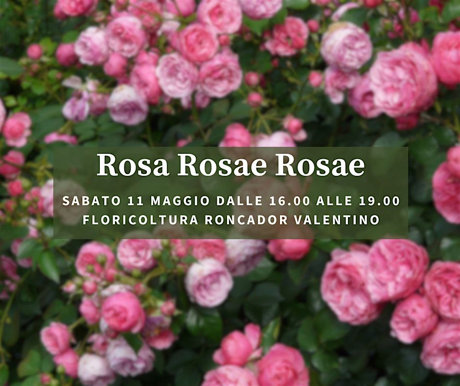 Rosa Rosae Rosae, Floricoltura Roncador Valentinoa, Trento, 11 May 2024 ...