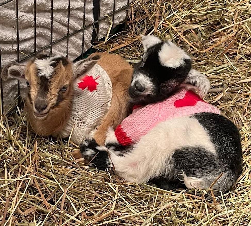 Farm trail walks, playtime with goats in barn. Goat yoga beginning in ...