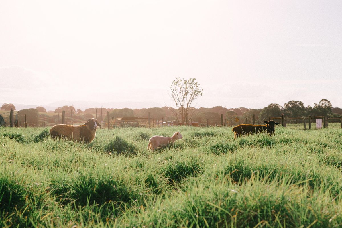 Weekend Farm Tours, The Farm Byron Bay, Ewingsdale, 19 March to 24 ...