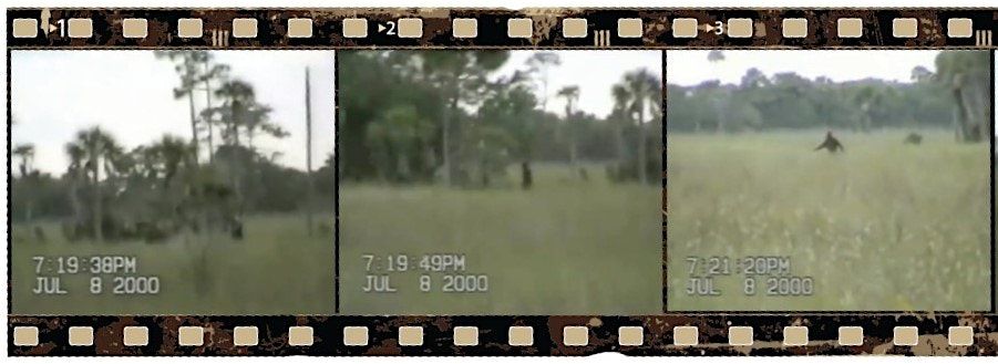 Lecture: The Skunk Ape – Florida’s Favorite Cryptid, Museum of the ...