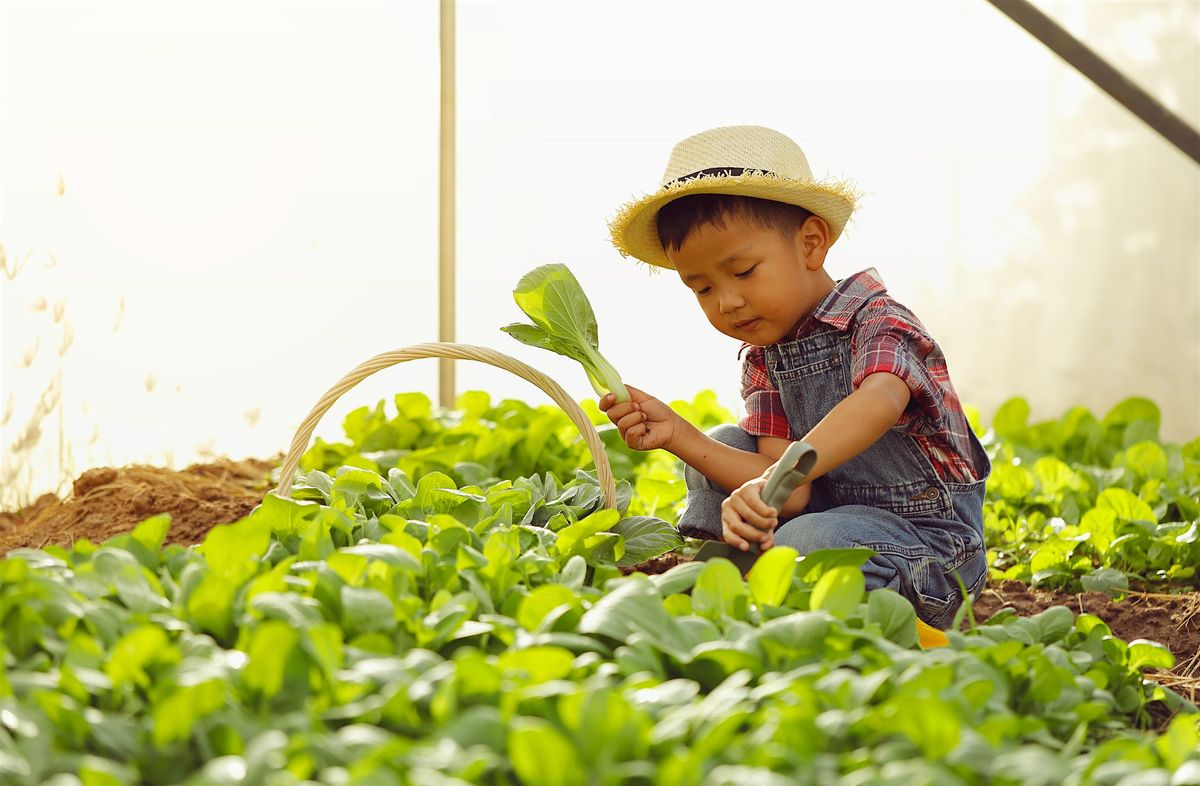 U-Pick Veggie Box Pilot Program, Tucson Village Farm's "Big Farm", 5 ...