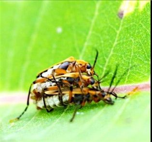 Burpee Museum Carls Critter Corner- Bugs, Burpee Museum of Natural ...