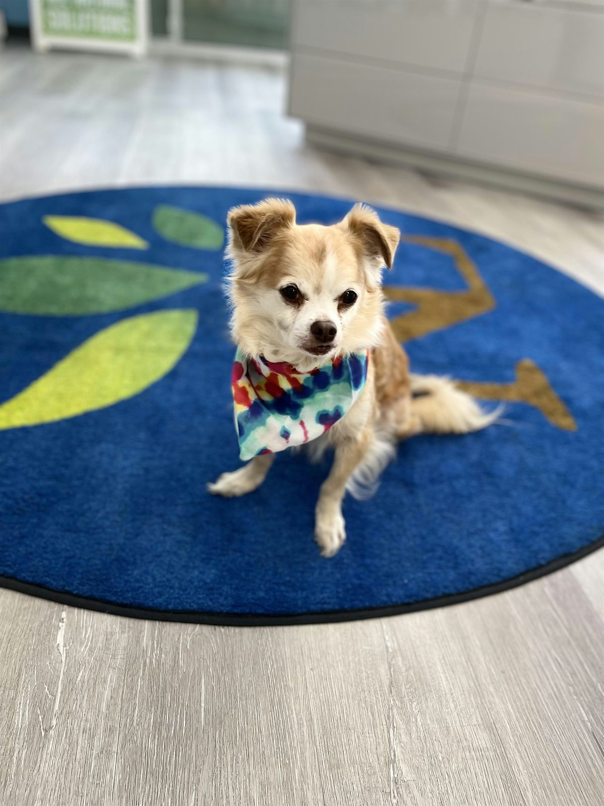 Natural Life Summersgiving, Natural Life CBD Kratom Kava, Tallahassee ...