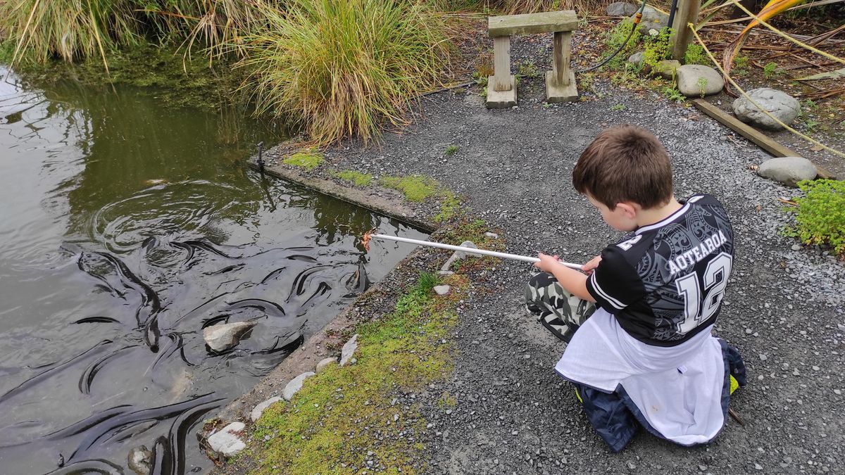 Eel Feeding and Talk, Nga Manu Nature Reserve, Wellington, 22 January ...