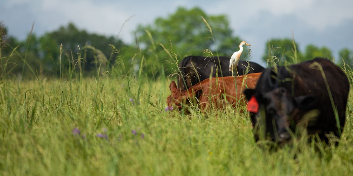 Noble Land Essentials - Springfield, Missouri, Missouri State ...