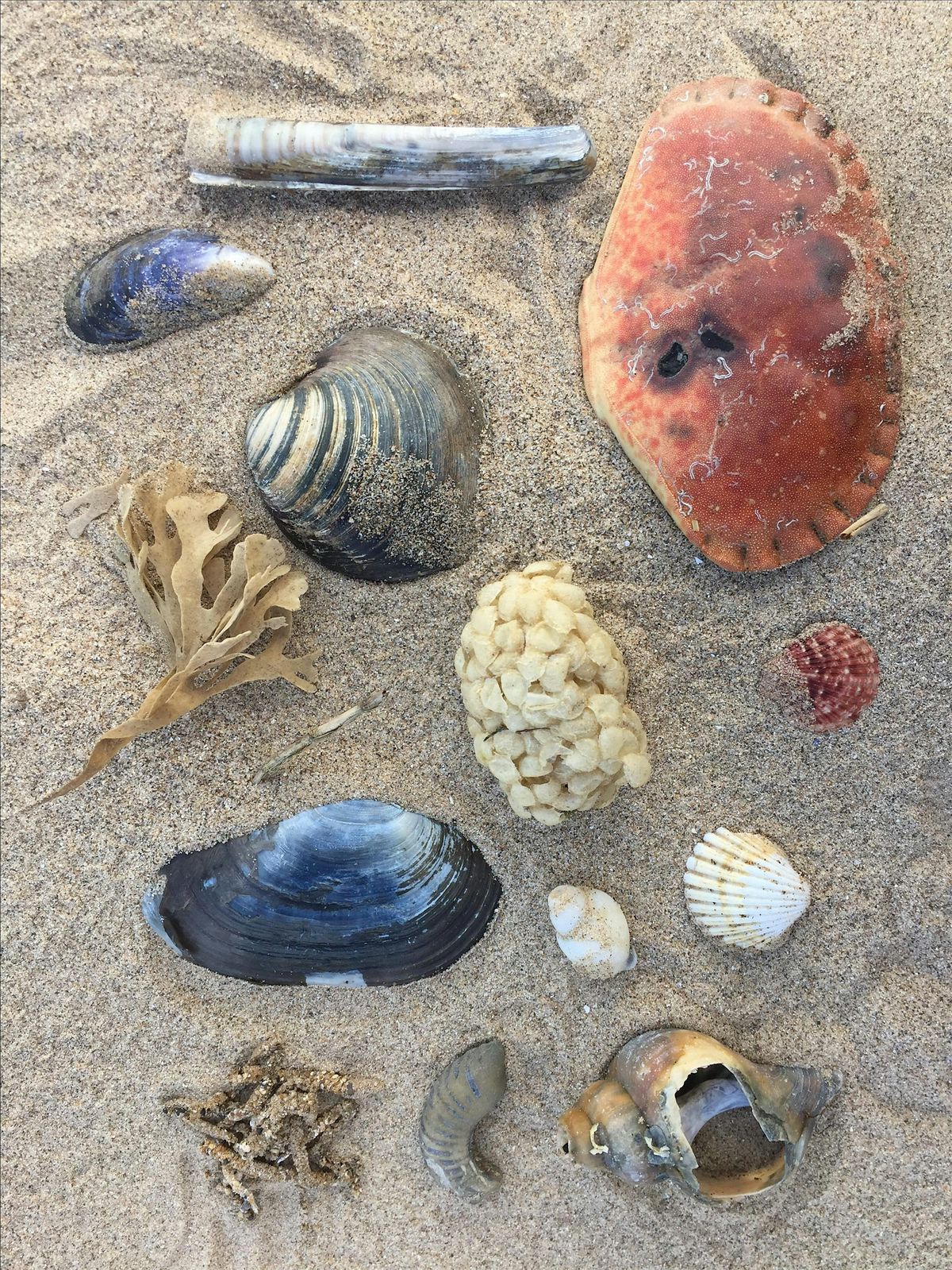 NWT Holme Dunes strandline search, NWT Holme Dunes, Hunstanton, 21 ...