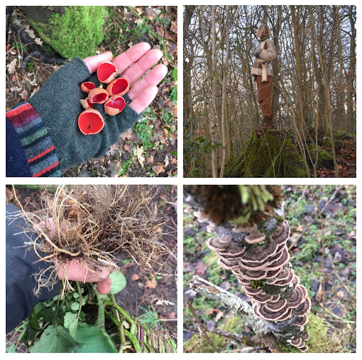 Winter Beginners Foraging - Queens Park, Queens Park Flagpole, Glasgow ...