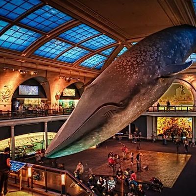 Museum Of Natural History Scavenger Hunt, UNO Pizzeria & Grill, New ...