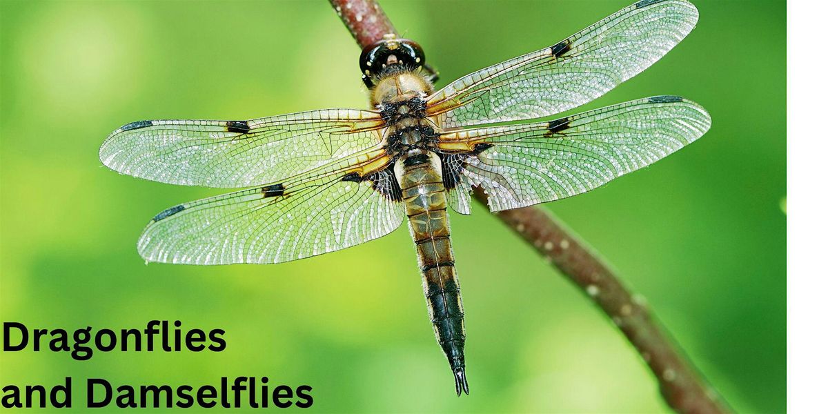 Dragonflies and Damselflies: Not just another fly!, Lake Wales Public ...