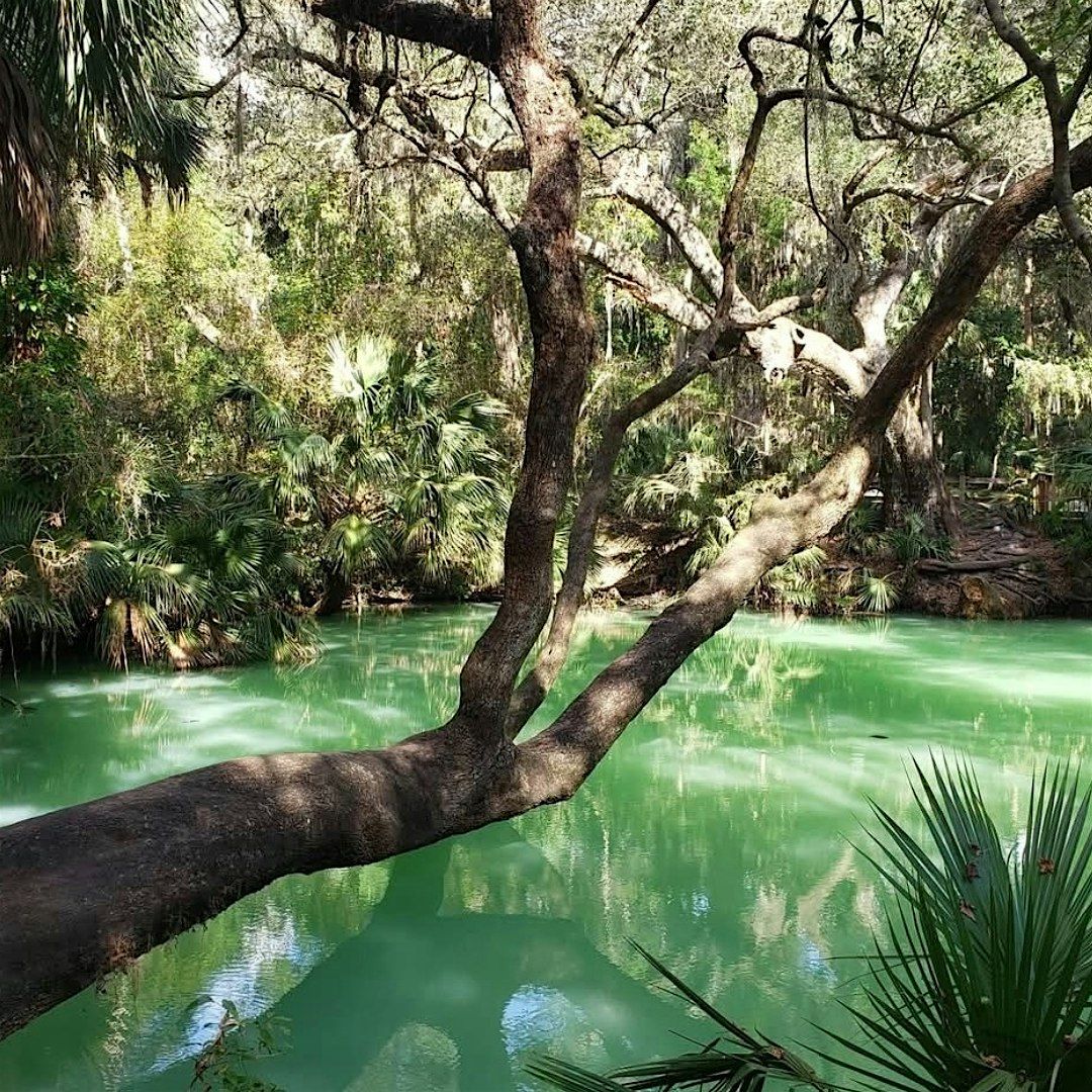 Forest Bathing at Green Springs, Lyonia Environmental Center, Deltona ...