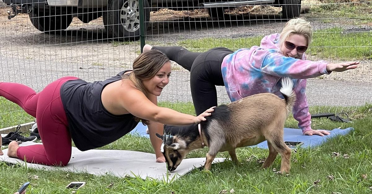 Red Horse Farm - Goat Yoga Class, Red Horse Farm, Hanson, 1 August 2023 ...