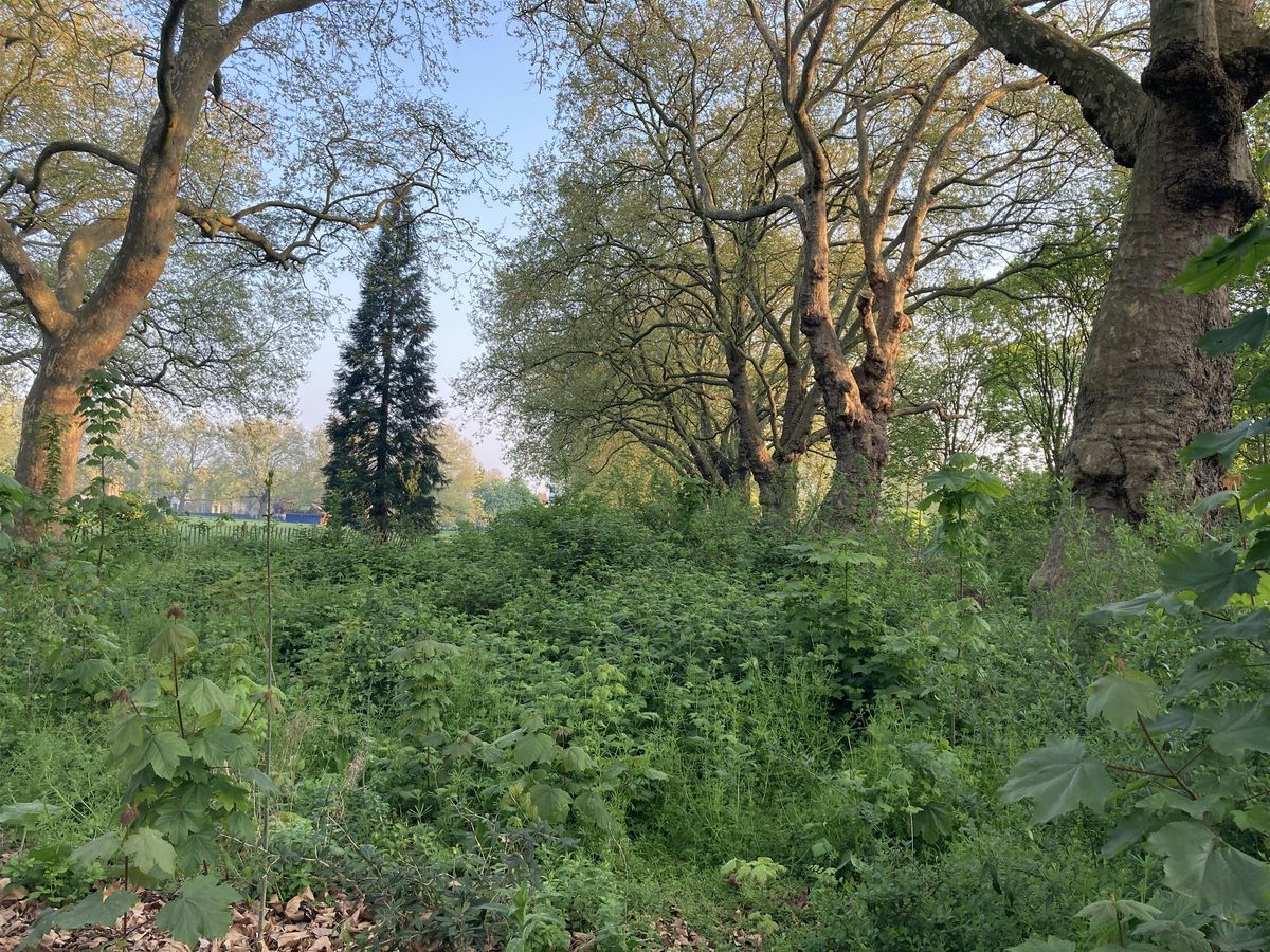 London Fields Biodiversity - site development and upkeep May 2024 ...