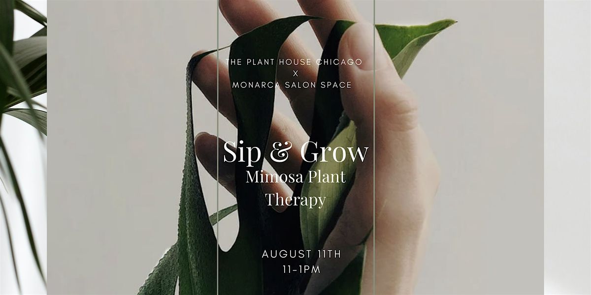 Sip & Grow: Mimosa Plant Therapy, MONARCA, Elgin, 11 August 2024 ...